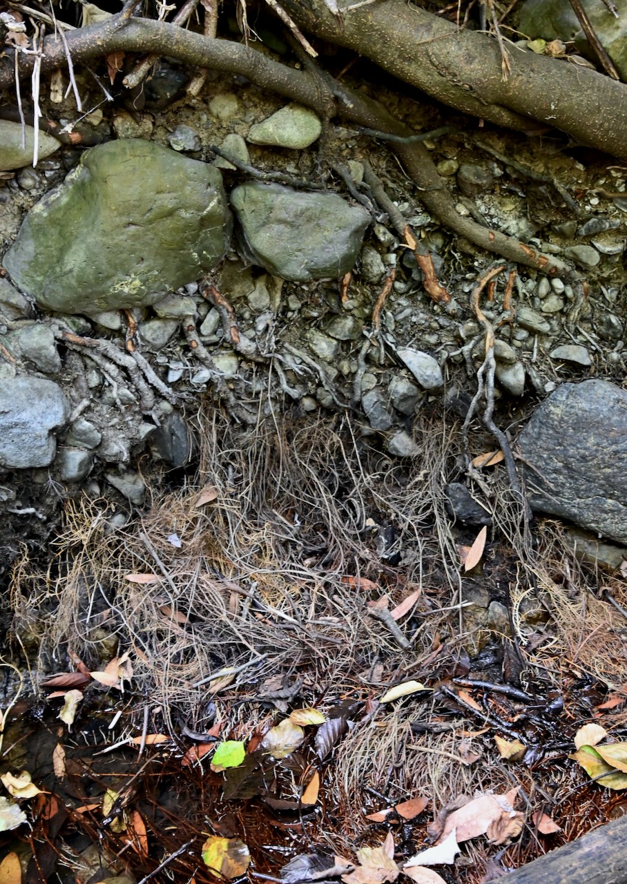 Roots Stabilizing Eroding Stream Banks – Sonoma Mountain Ecology Notes