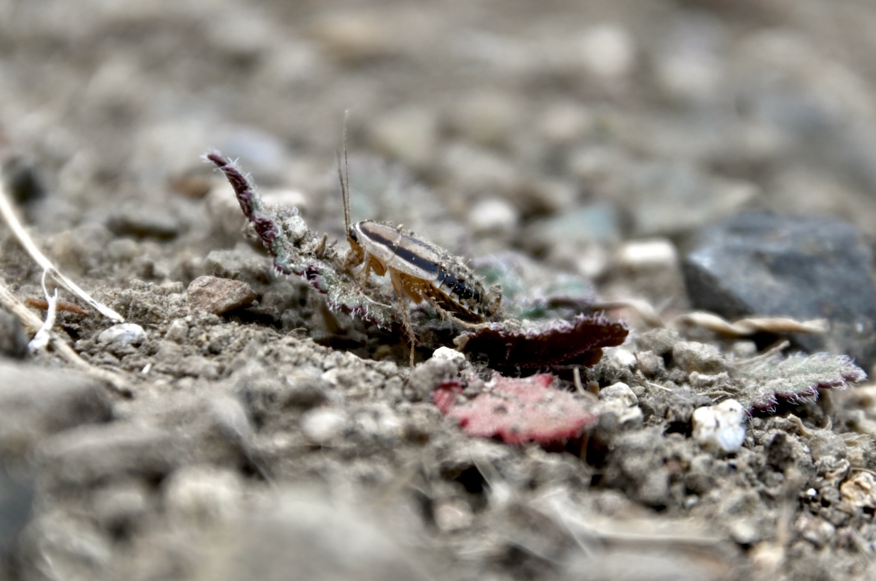 The “Friendly Cockroach” – Sonoma Mountain Ecology Notes