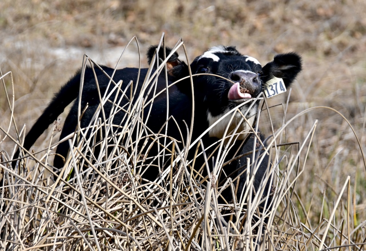 Grazing in the Wetlands – Sonoma Mountain Ecology Notes