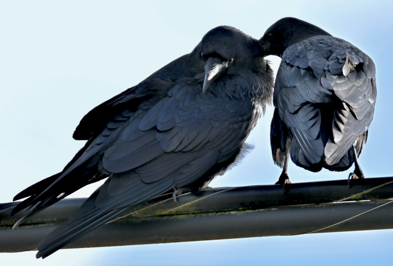 A Raven Couple – Sonoma Mountain Ecology Notes