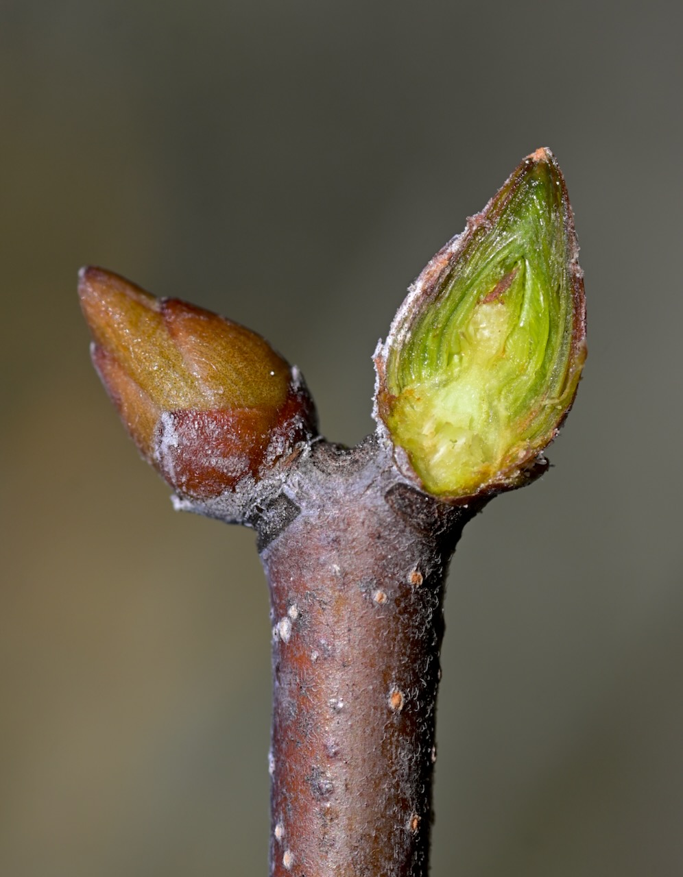 Buckeye Bud – Sonoma Mountain Ecology Notes