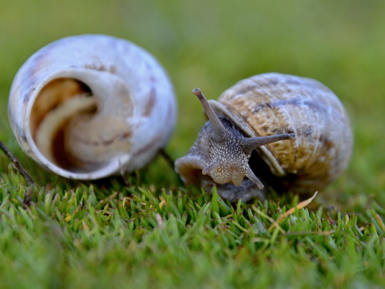 European Garden Snail – Sonoma Mountain Ecology Notes
