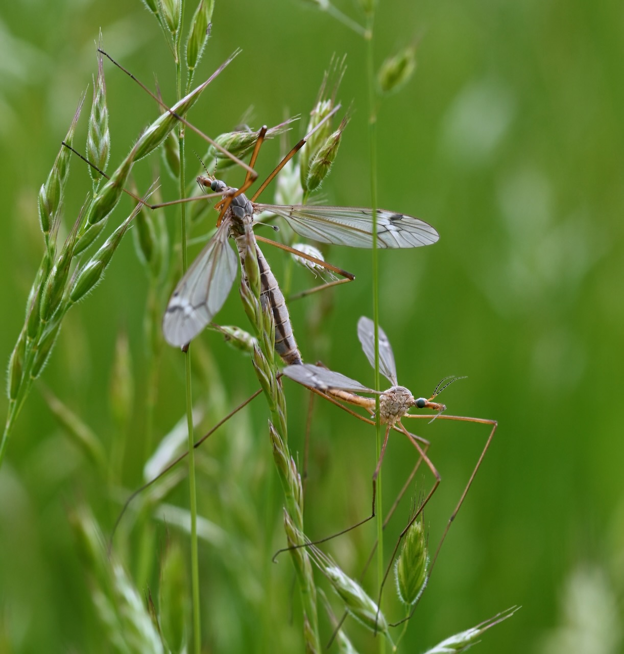 Crane Fly Romance – Sonoma Mountain Ecology Notes