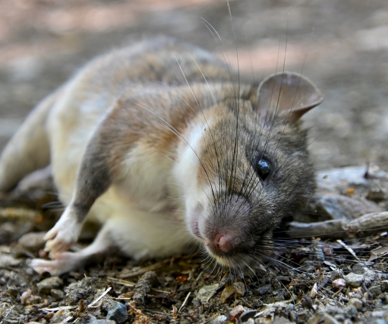 Woodrat on the Trail – Sonoma Mountain Ecology Notes