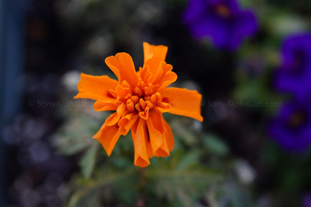 My Sony A57 Review | Real World Perspective – SonyAlphaLab