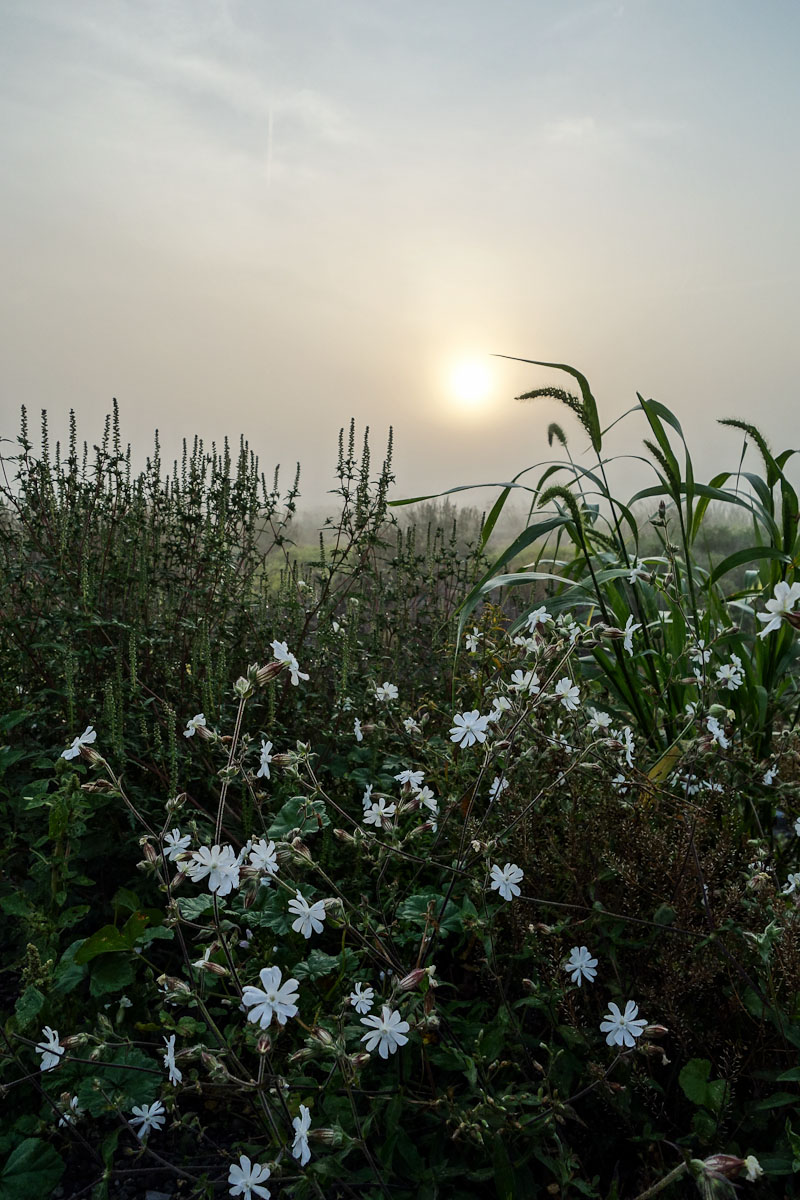 My Sony Cyber-Shot RX100 Review – SonyAlphaLab