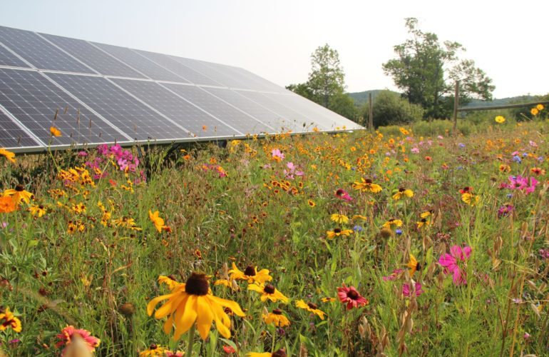 Pollinator-friendly solar system completed at University of Illinois ...