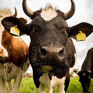 The Strengths of Angus Cattle Breed | Southfork Angus Mornington, Victoria