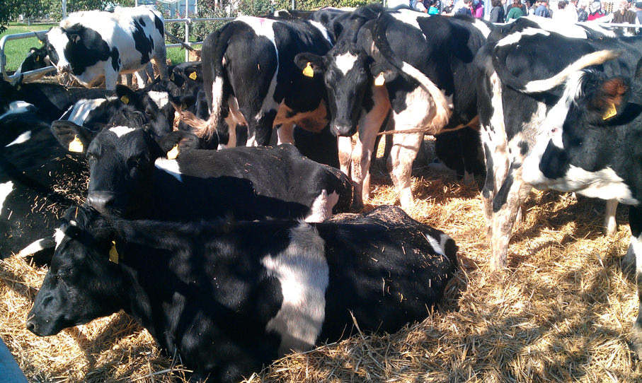 Mai frumos decât Spanacul la vaci nu se putea.