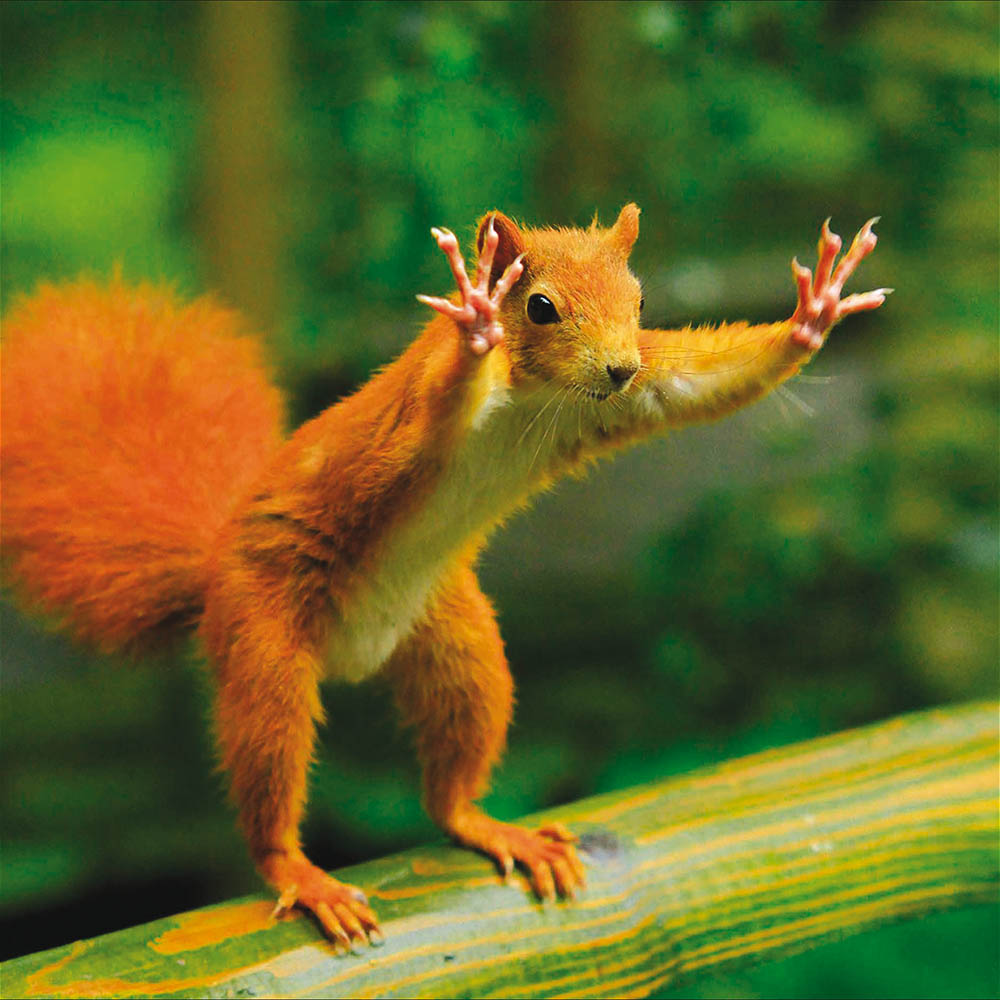 Woodmansterne 'Squirrel' Greetings Card | Spencer Thorn