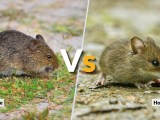 Deer Mouse Vs House Mouse Key Differences Risks And Identification