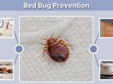 Bed Bug Prevention Effective Ways To Stop Infestations And Bites