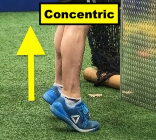 concentric – Squat University