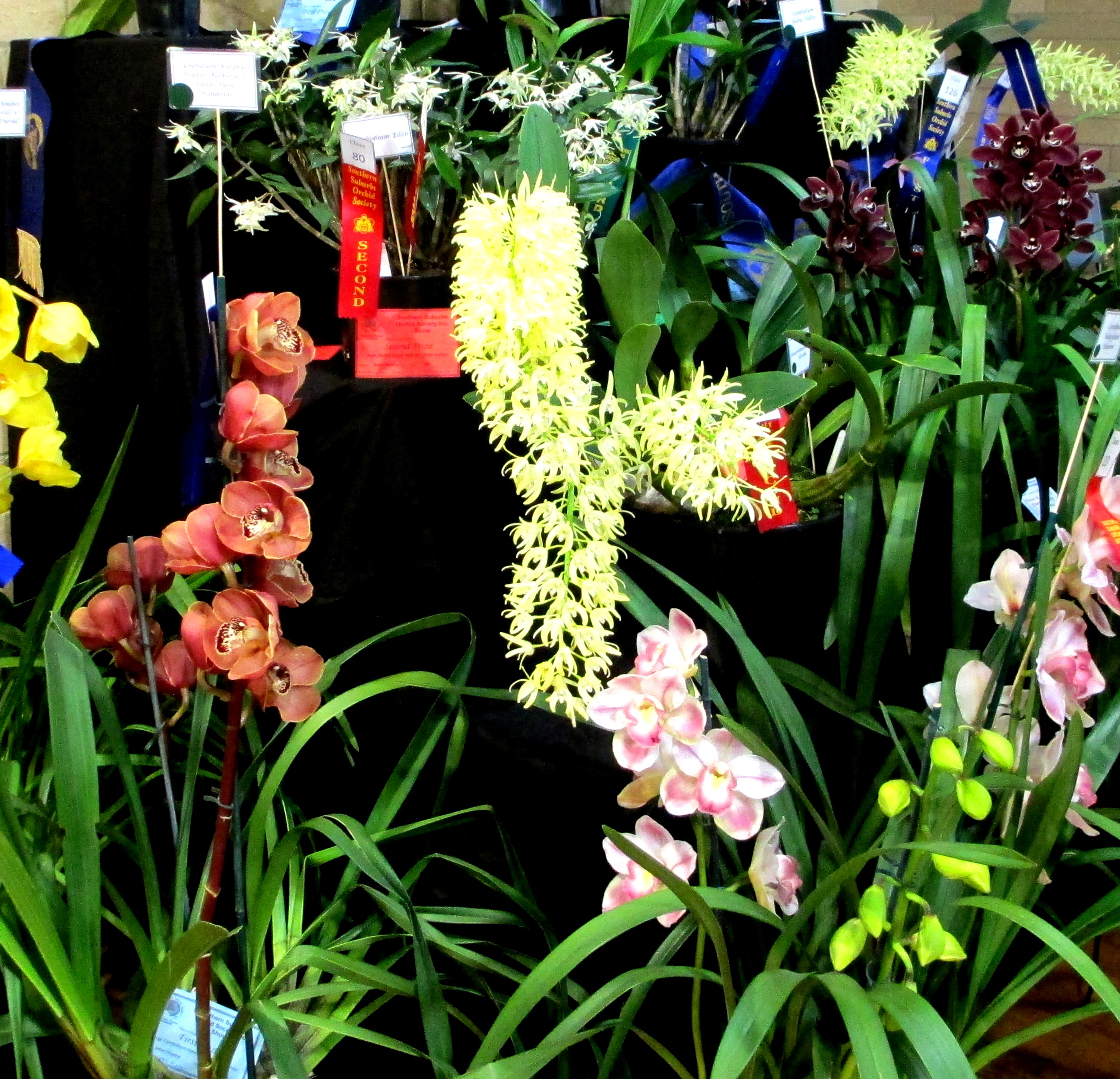 Bucket List | Attend Orchid Show | Southern Suburbs Orchid Society Inc.
