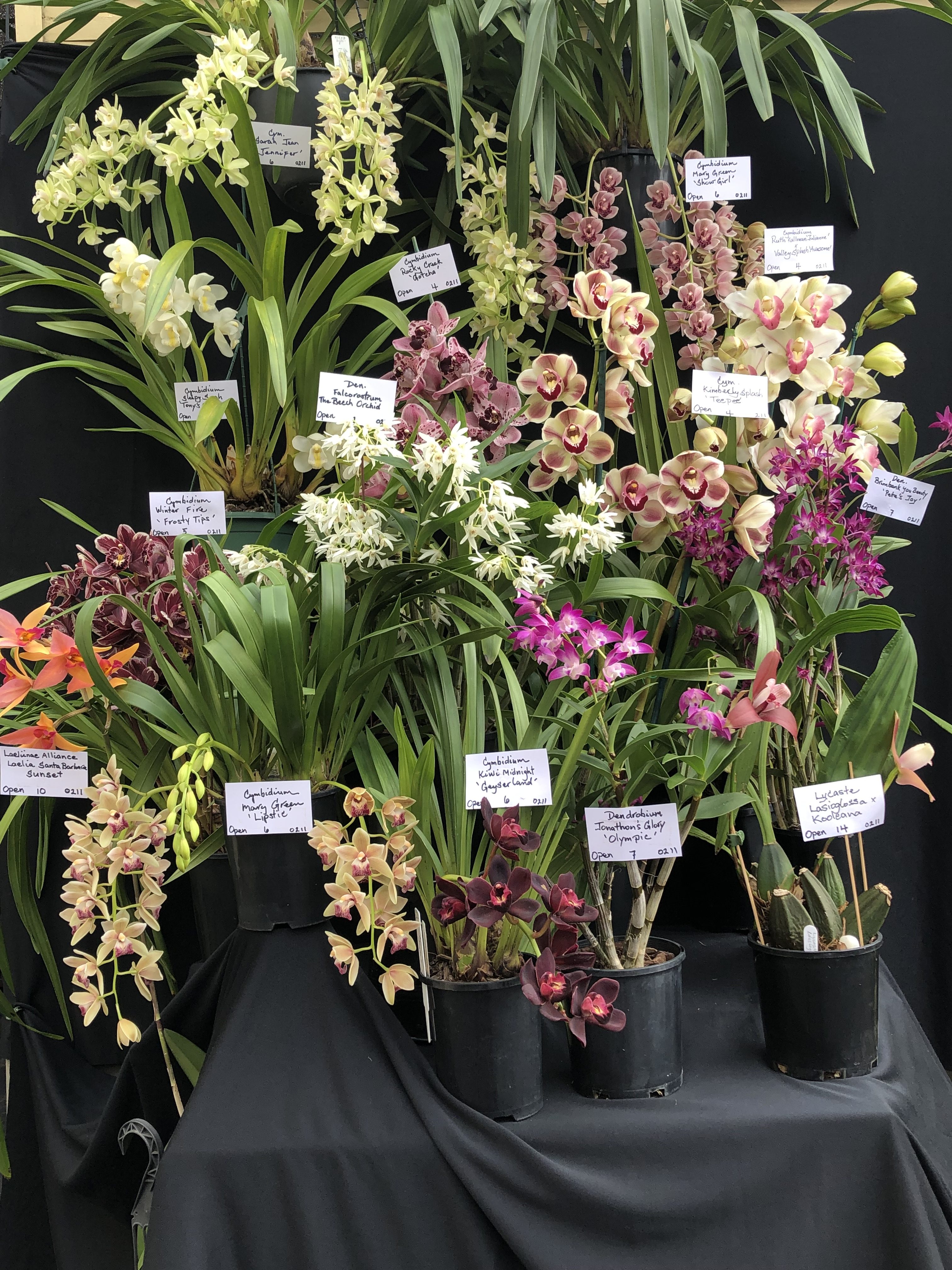 Spring Show 2021 – Display Stands | Southern Suburbs Orchid Society Inc.