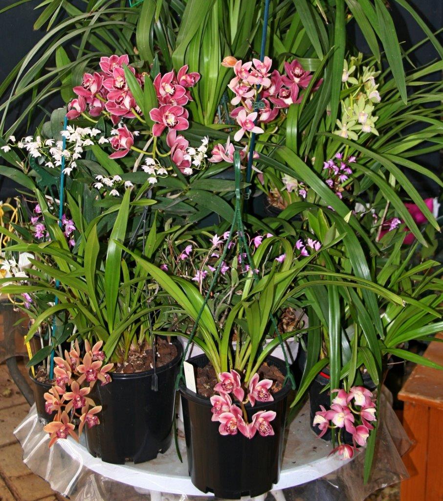 Spring Show 2021 – Display Stands | Southern Suburbs Orchid Society Inc.