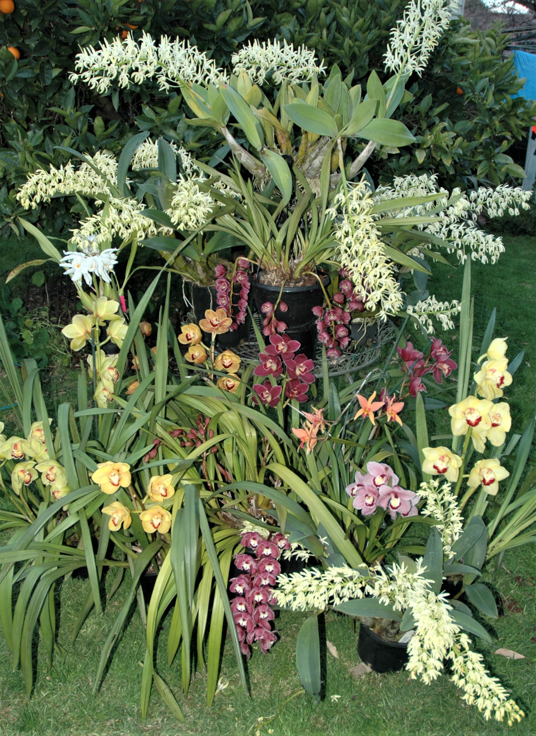 Spring Show 2021 – Display Stands | Southern Suburbs Orchid Society Inc.