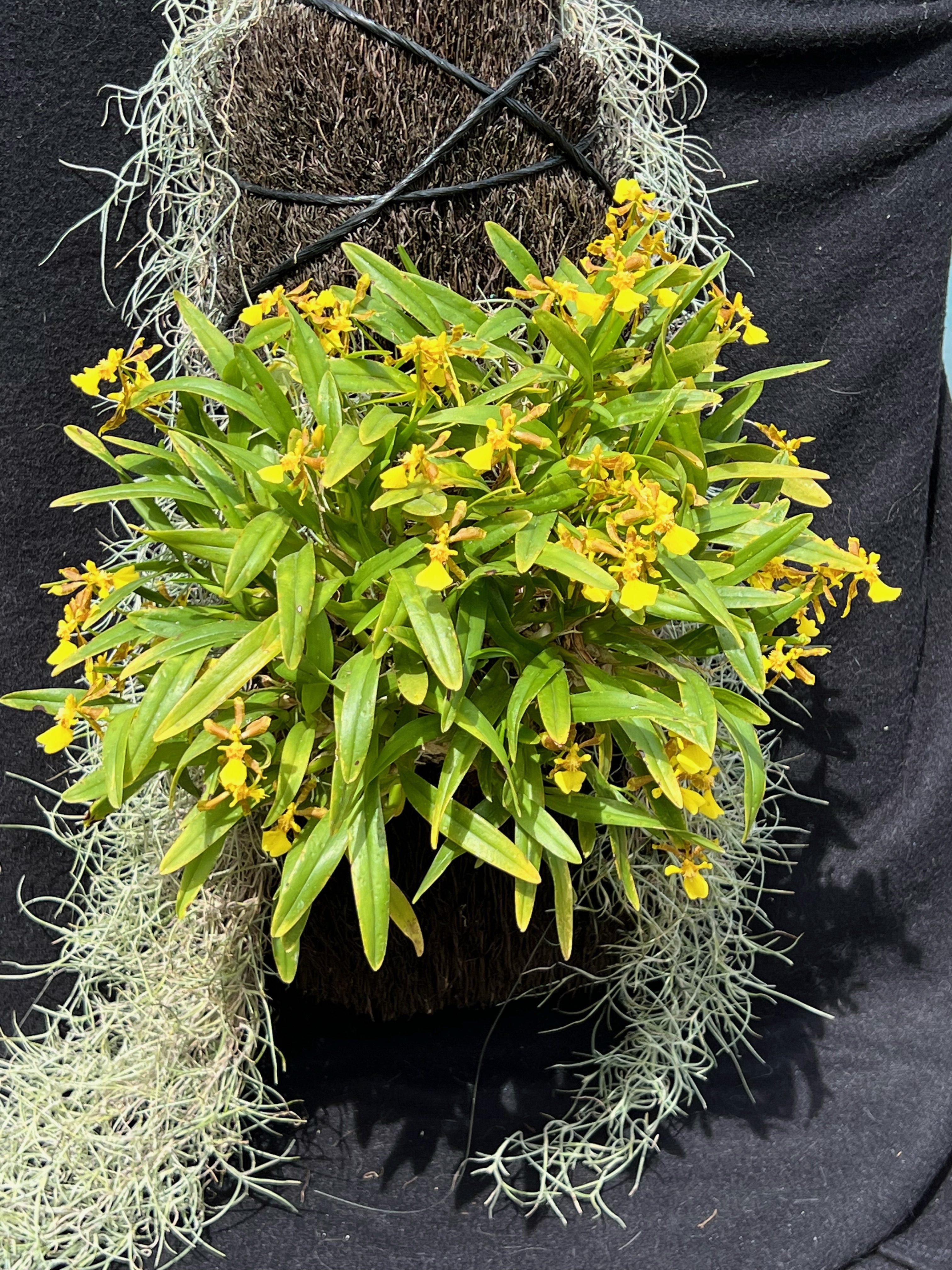 Oncidium uniflorum | Southern Suburbs Orchid Society Inc.