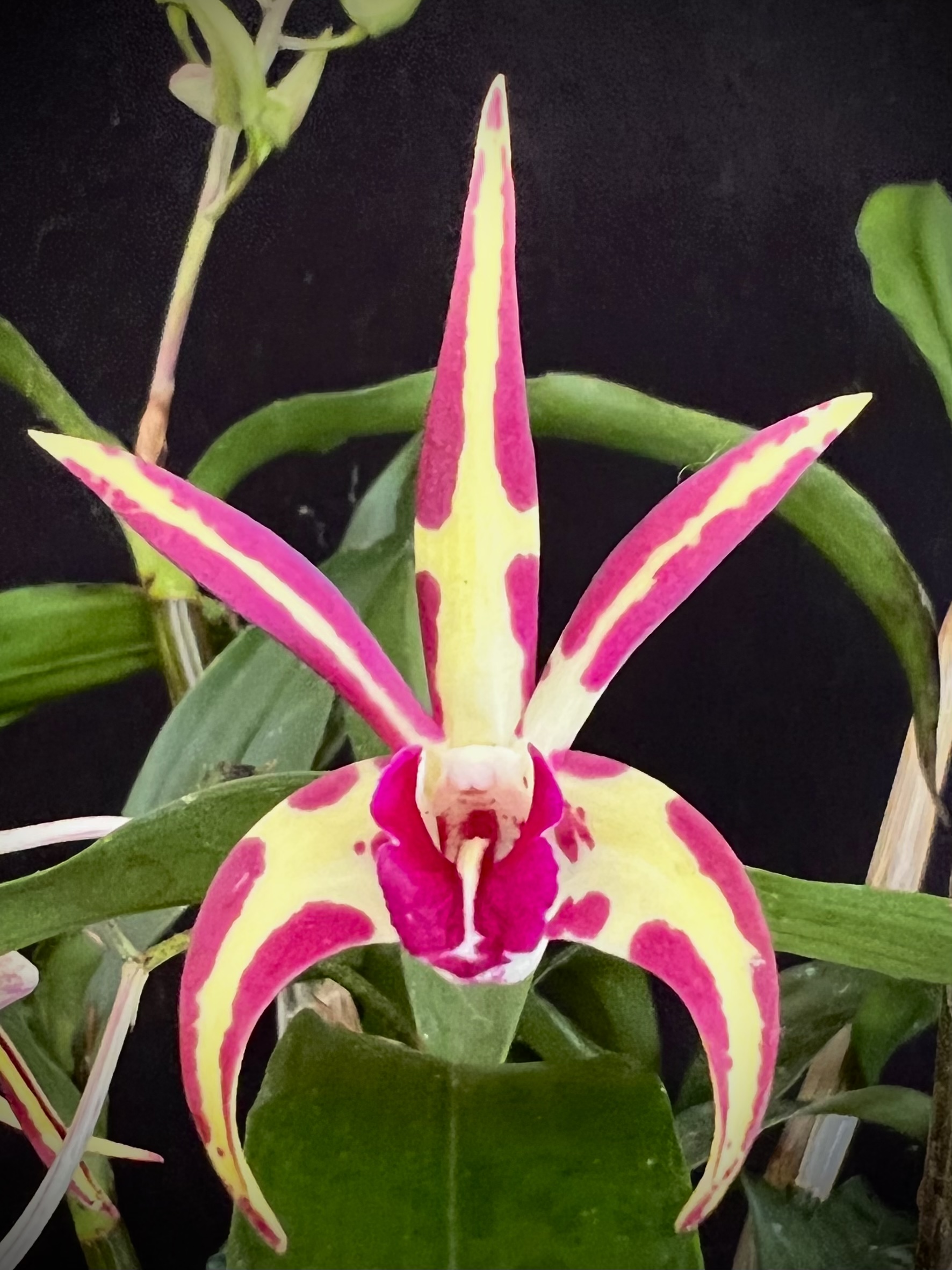 Dendrobium Aussie Parade | Southern Suburbs Orchid Society Inc.