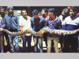 12ft Python Rescued Star Of Mysore