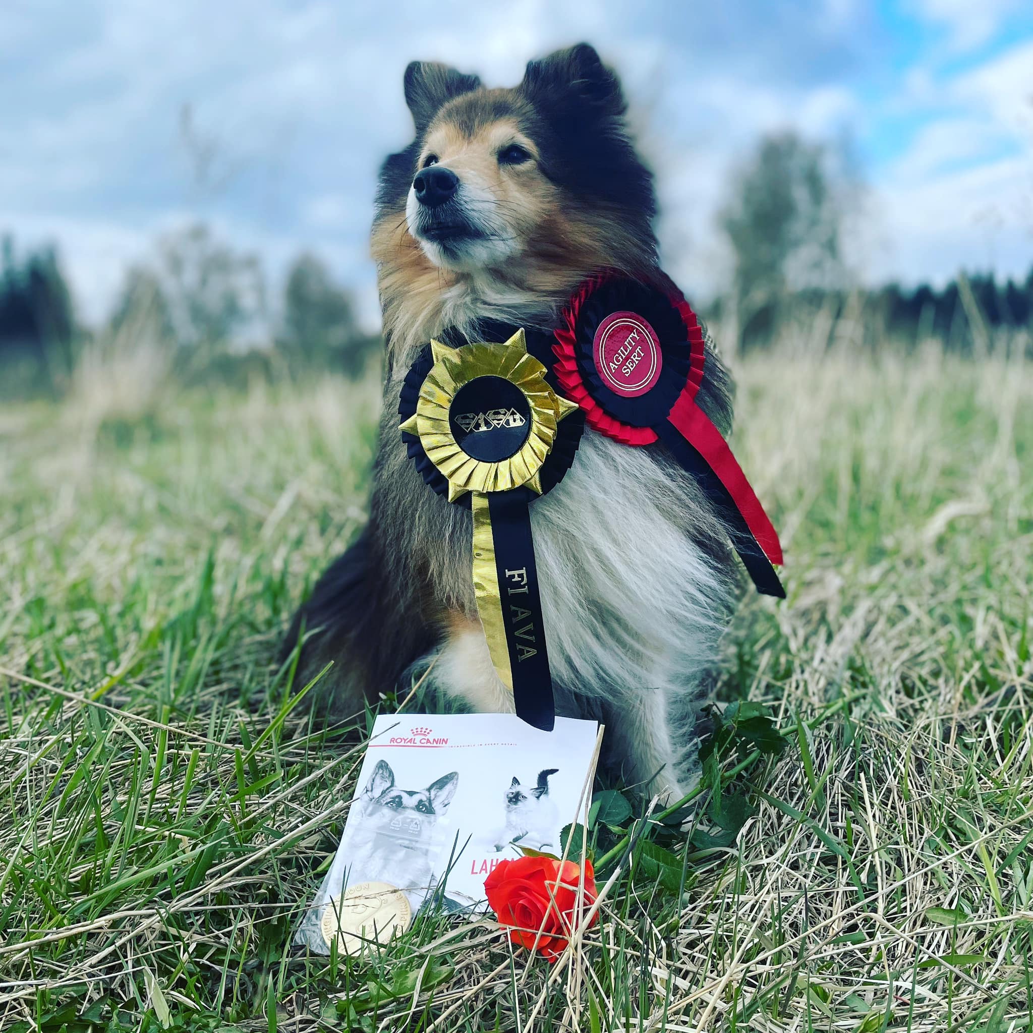 AGRY onnittelee uutta FI AVA koirakkoa!