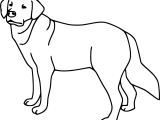 Coloring Pages Of Labrador Retrievers