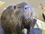 Nutria Attack