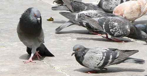 Scary Pigeon