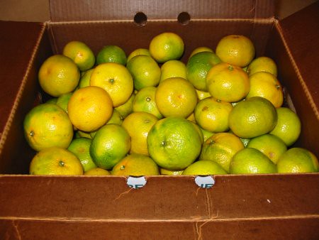 It’s Satsuma Time Again! | Off The Broiler