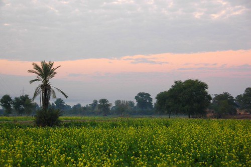 Mustard (Sarson) Fields | Pakistani Pictures
