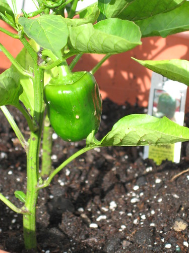 Growing Capsicum in Containers | The Potted Vegetable Gardener