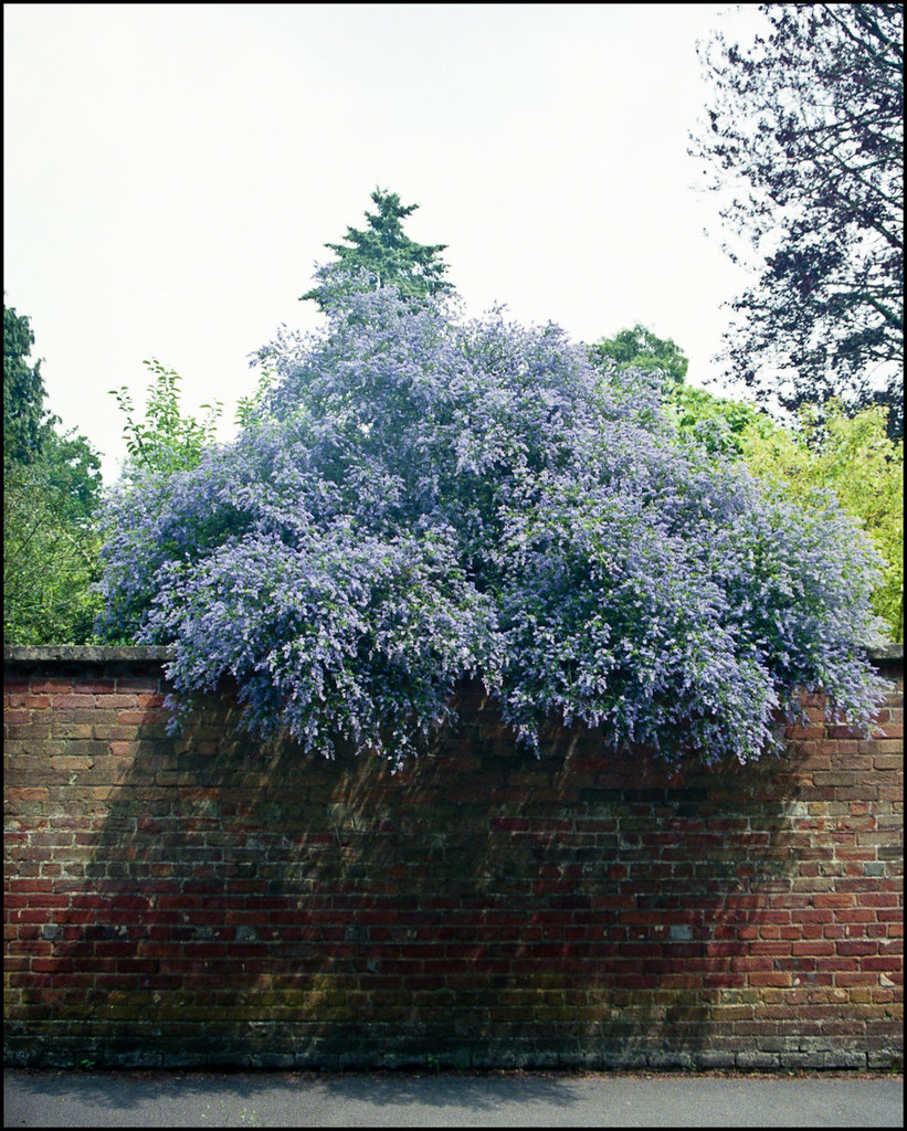 Shrub and shade | PhotoDelusions