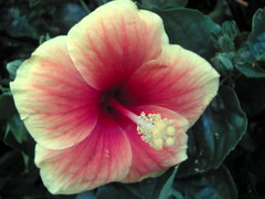 Gardens in Japan: Hibiscus for hot summer days | NATURE IN JAPAN