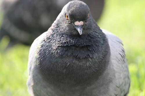 Pigeon Obesity – A Serious Issue | Pigeon Blog