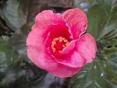 Gardens in Japan: Hibiscus for hot summer days | NATURE IN JAPAN