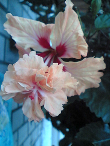 Gardens in Japan: Hibiscus for hot summer days | NATURE IN JAPAN