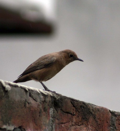 Sparrow :) | Pakistani Pictures
