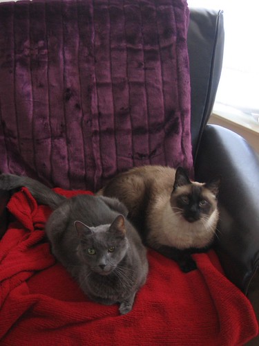 Pray for Grey Bob – wheatblog