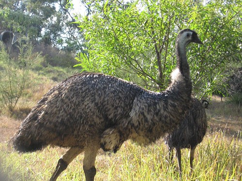Emu | The Steve Irwin Mosaic Tribute Project