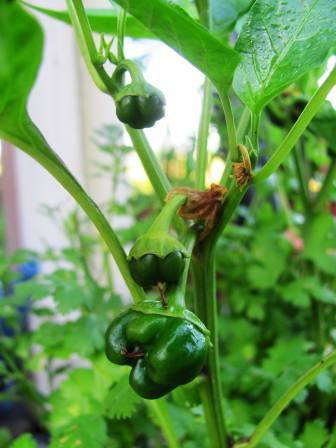 Growing Capsicum in Containers | The Potted Vegetable Gardener