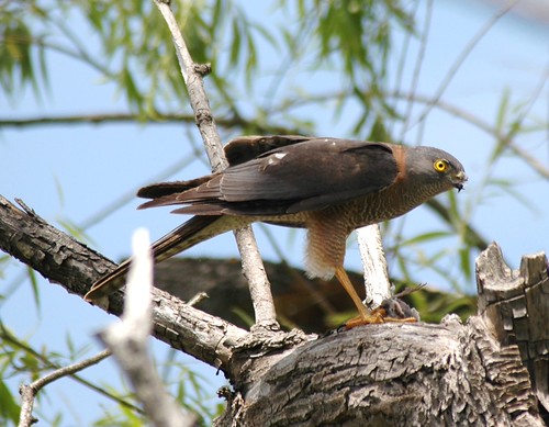 Raptor! Australia’s Diurnal Birds of Prey Part I | The Steve Irwin ...