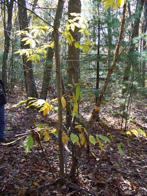 The rise & fall of the American chestnut | Earth Friendly Gardening