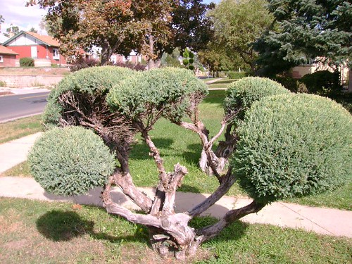Our bushes and trimmed and neat – Mid-Century Style Magazine