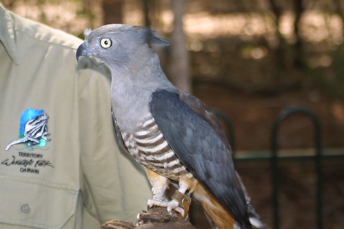 Raptor! Australia’s Diurnal Birds of Prey Part I | The Steve Irwin ...