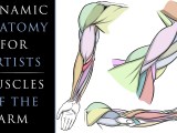 Anatomy For Artists