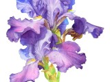 Watercolor Iris Pro Techniques Explained Anna Bucciarelli Skillshare