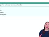 Full Video Male Reproductive System Human Anatomy Kenhub Study
