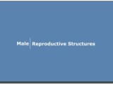 Full Video Male Reproductive System Human Anatomy Kenhub