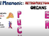 Retroperitoneal Organs