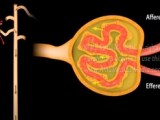 Formation Of Urine Nephron Function Animation Channels For Pearson